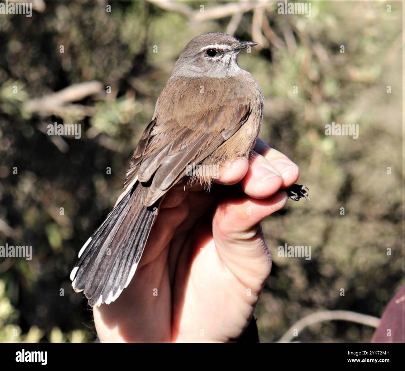 Karoo scrub robin hi-res stock photography and images - Alamy