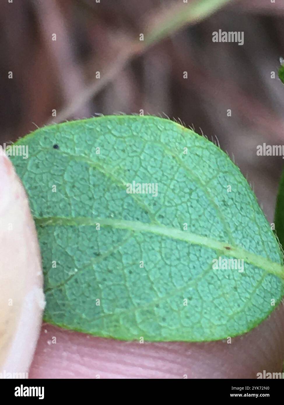 Little-leaf Tick-clover (Desmodium ciliare Stock Photo - Alamy