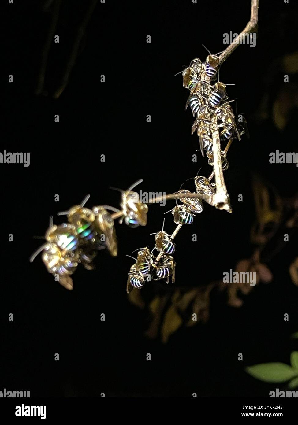 Nomia hi-res stock photography and images - Alamy