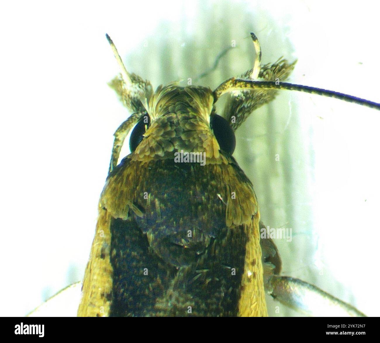 Palmerworm hi-res stock photography and images - Alamy