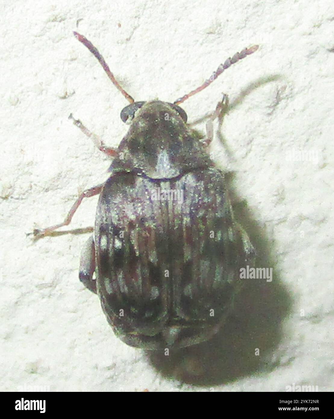 Bean weevils hi-res stock photography and images - Alamy