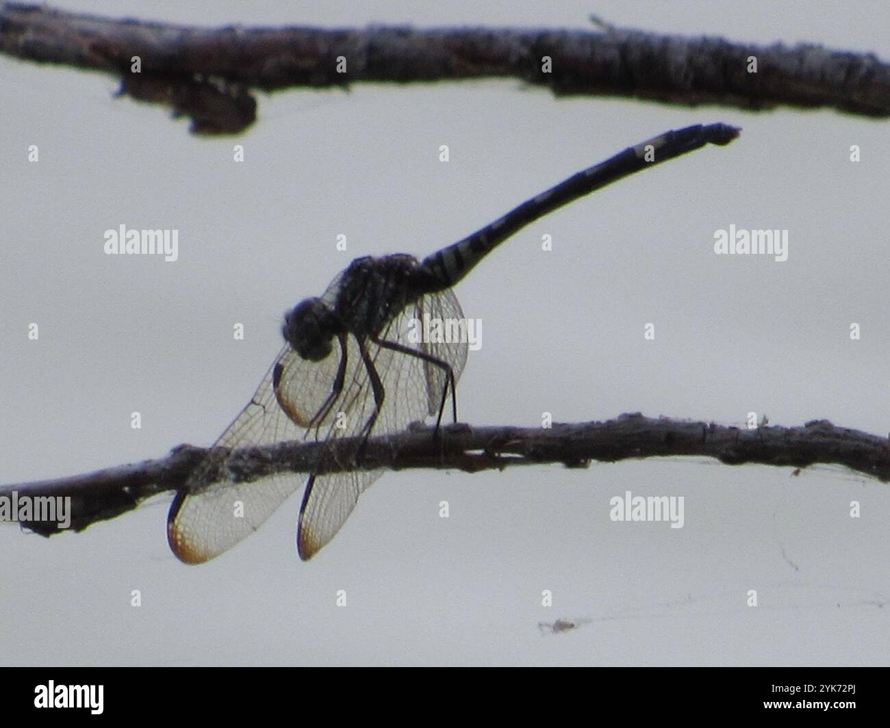 Dythemis hi-res stock photography and images - Alamy