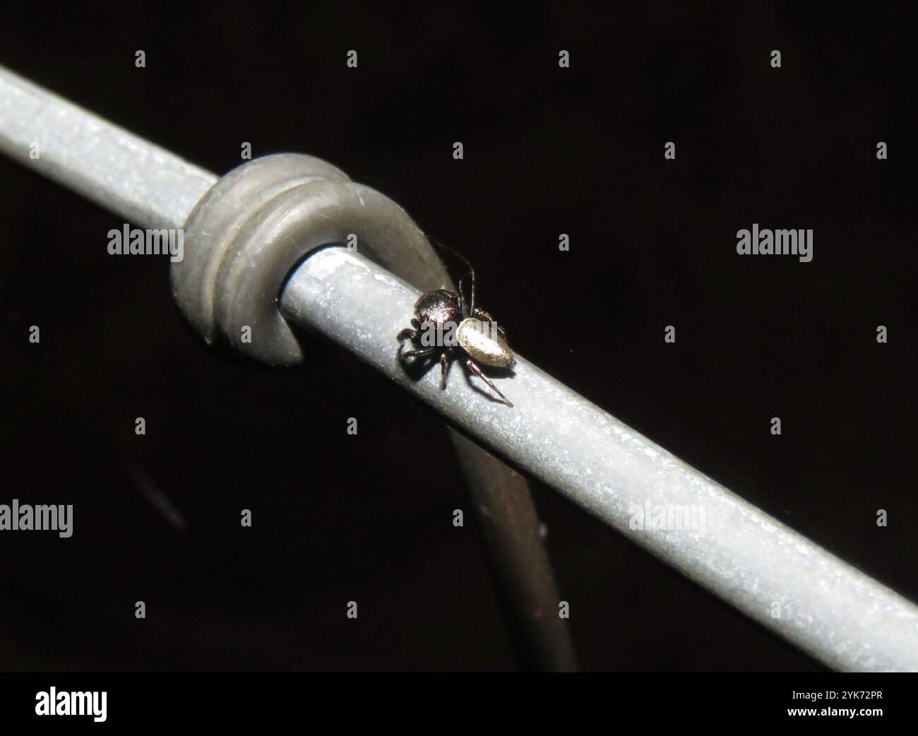 Leaf-beetle Jumping Spiders (Sassacus Stock Photo - Alamy