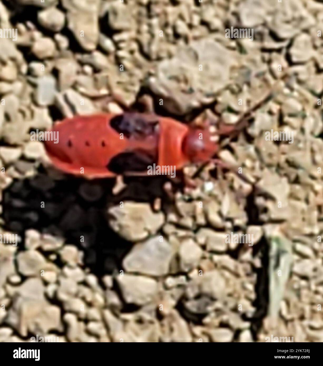 Mediterranean red bug (Scantius aegyptius Stock Photo - Alamy