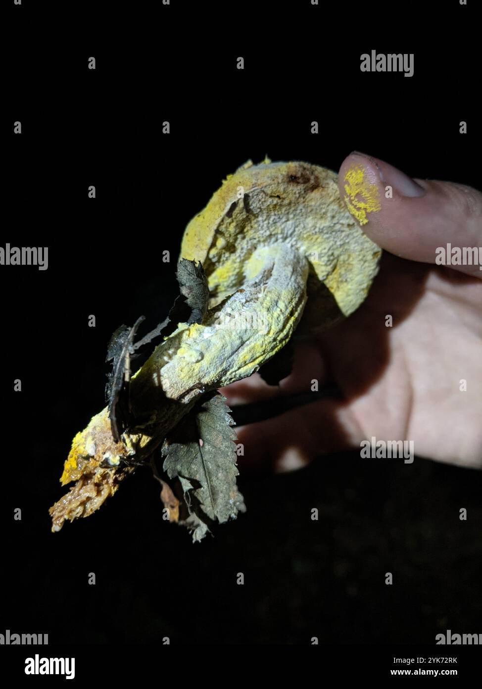 bolete mould (Hypomyces chrysospermus Stock Photo - Alamy