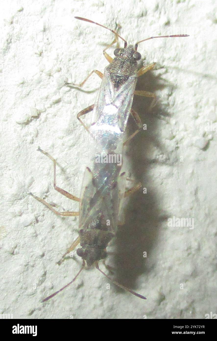 False chinch bugs hi-res stock photography and images - Alamy