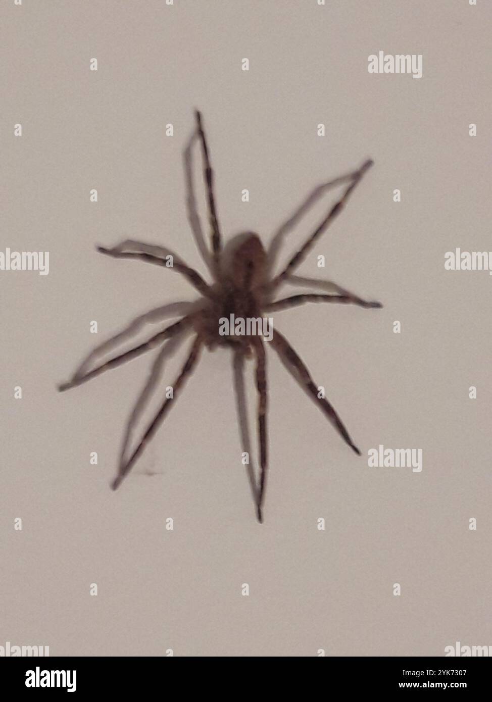 Mediterranean spiny false wolf spider hi-res stock photography and ...