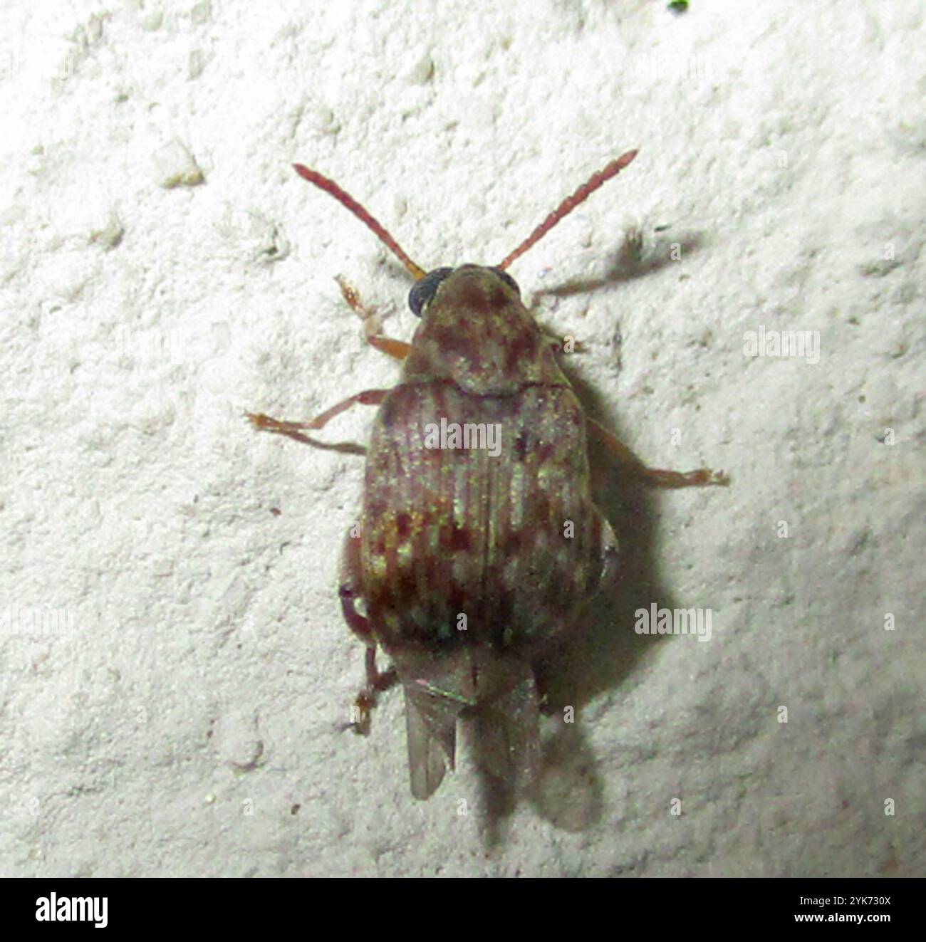 Bean weevils hi-res stock photography and images - Alamy