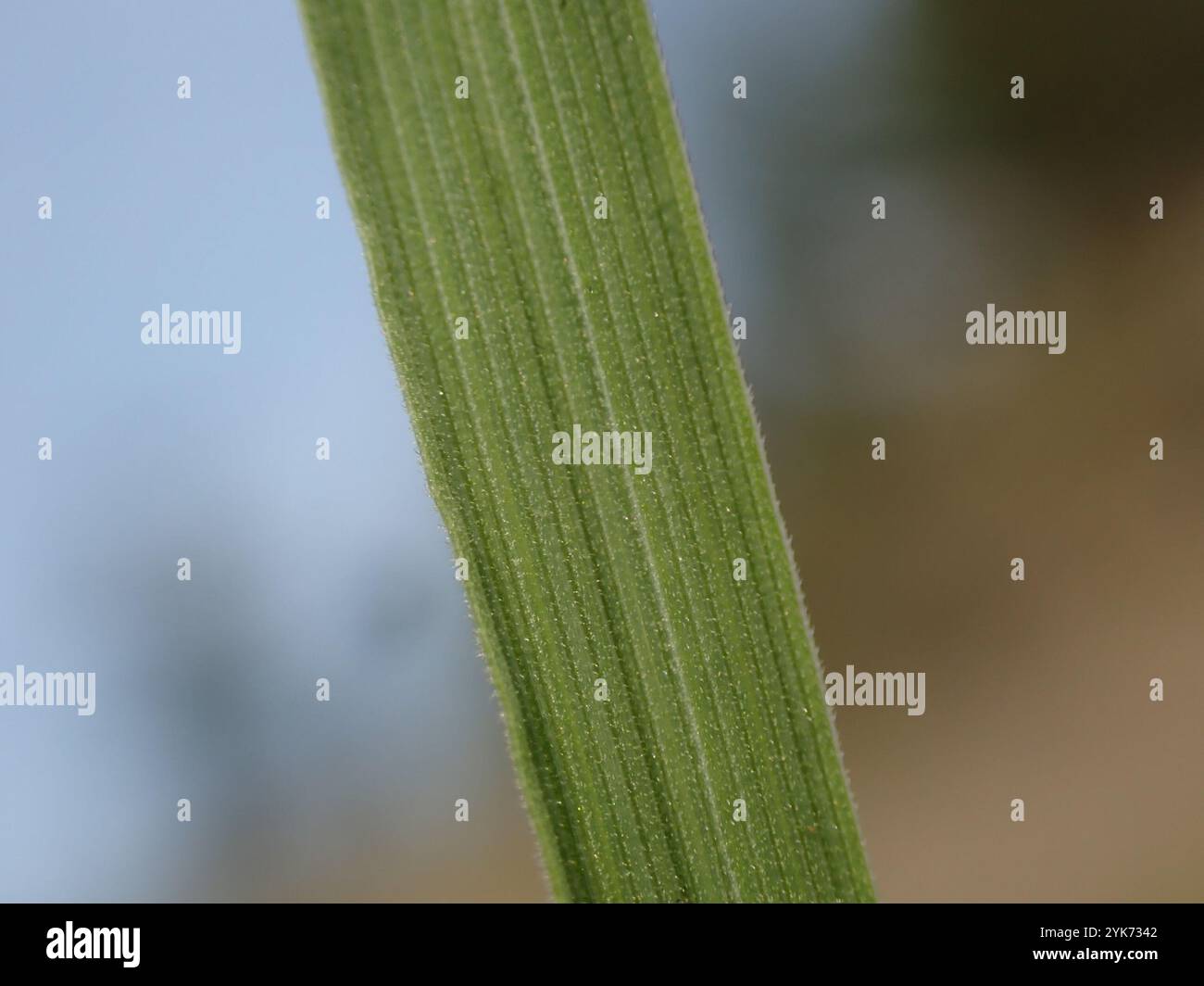 Crested Wheatgrass (Agropyron cristatum Stock Photo - Alamy