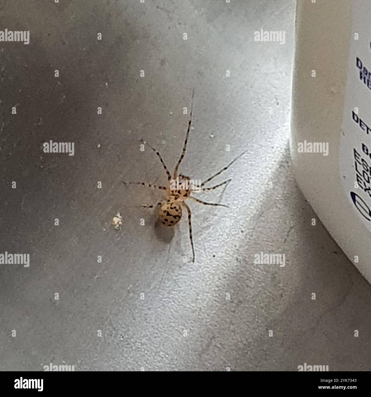 Common Spitting Spider (Scytodes thoracica Stock Photo - Alamy