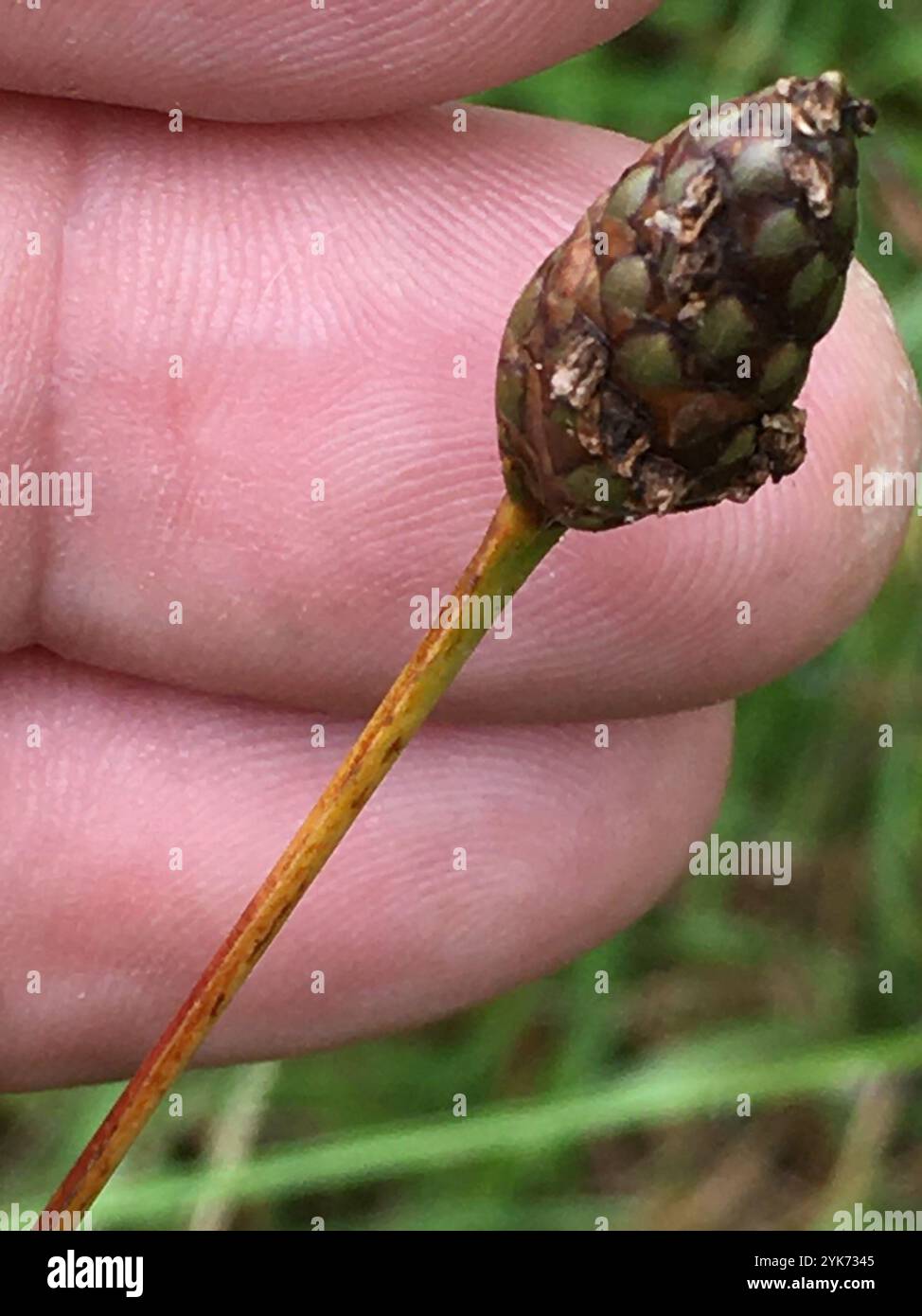 Bog Yellow-eyed Grass (Xyris difformis Stock Photo - Alamy