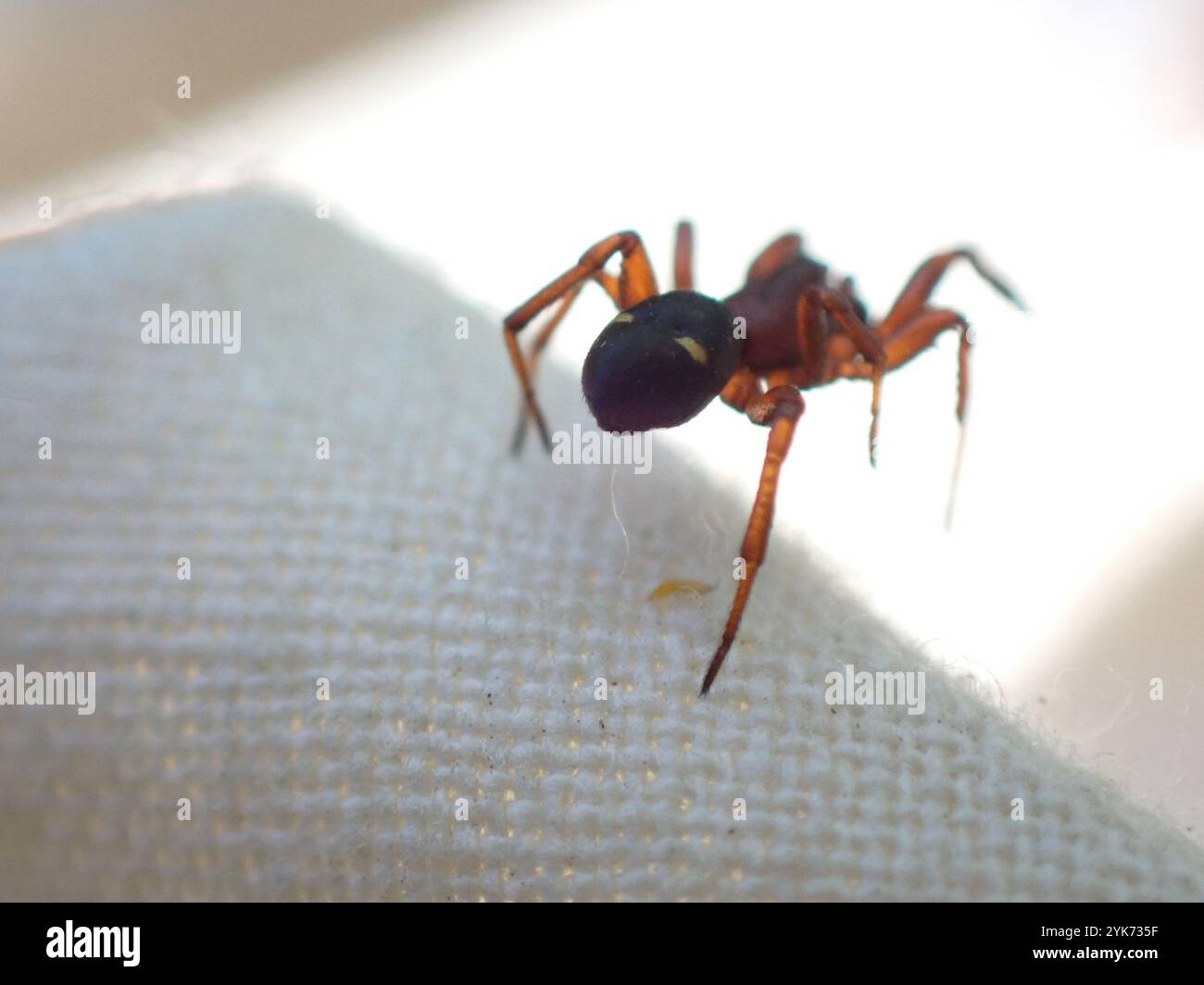 Spider asagena americana hi-res stock photography and images - Alamy