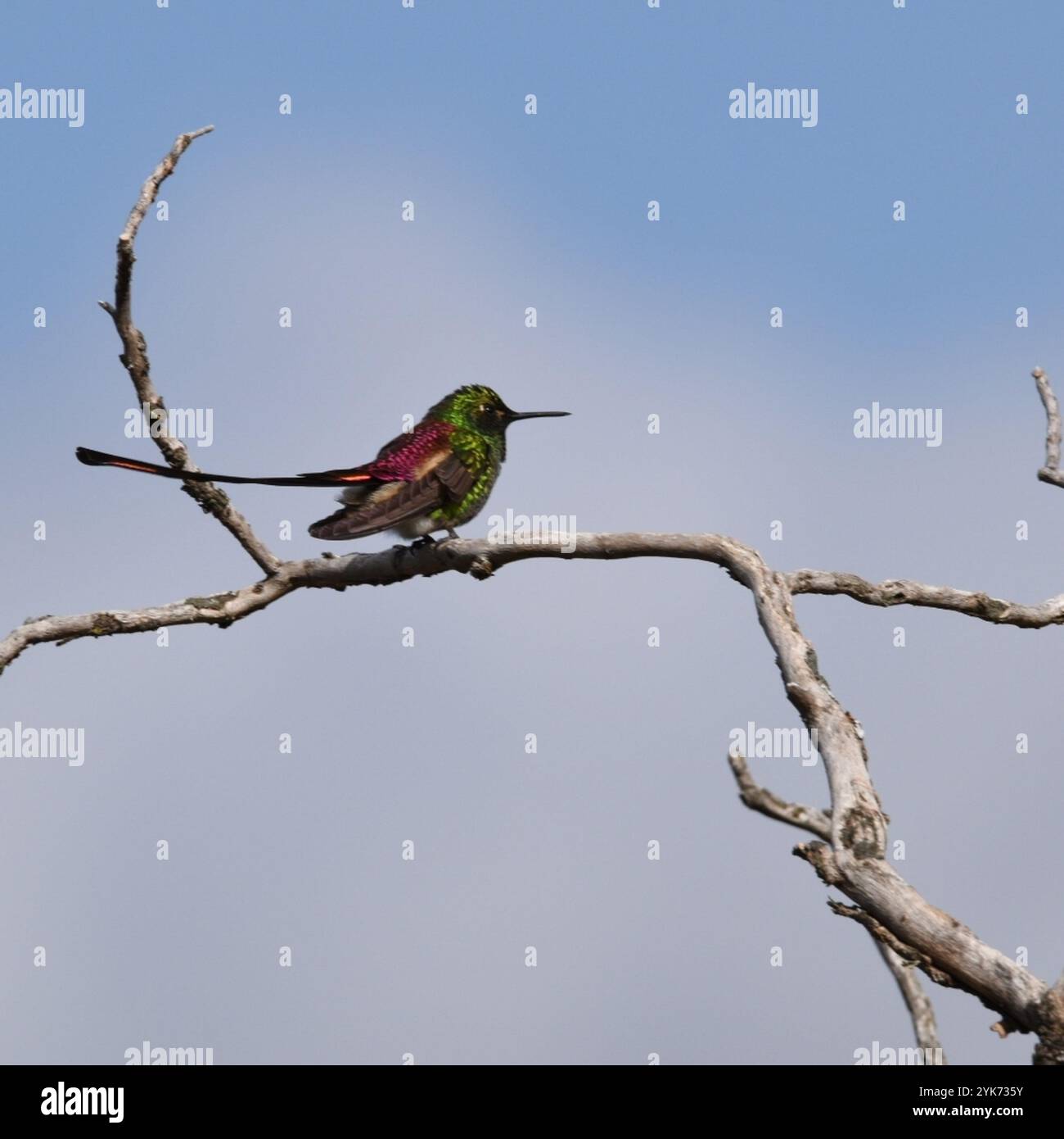 Sappho sparganurus hi-res stock photography and images - Alamy