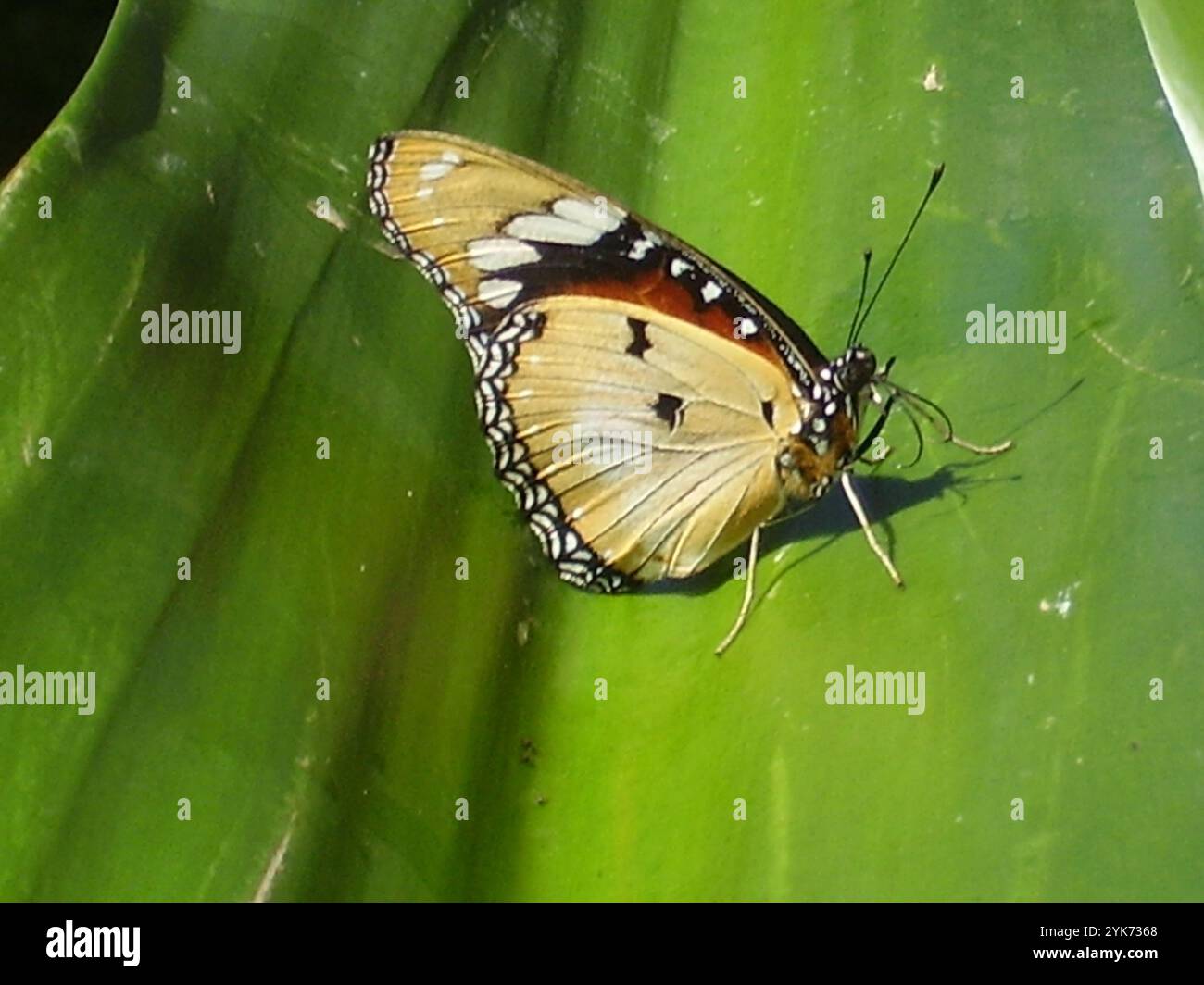 Danaid Eggfly (Hypolimnas misippus Stock Photo - Alamy