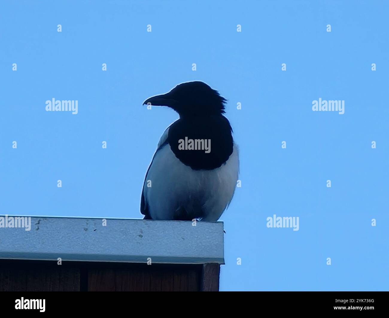 Black-billed Magpie (Pica hudsonia Stock Photo - Alamy
