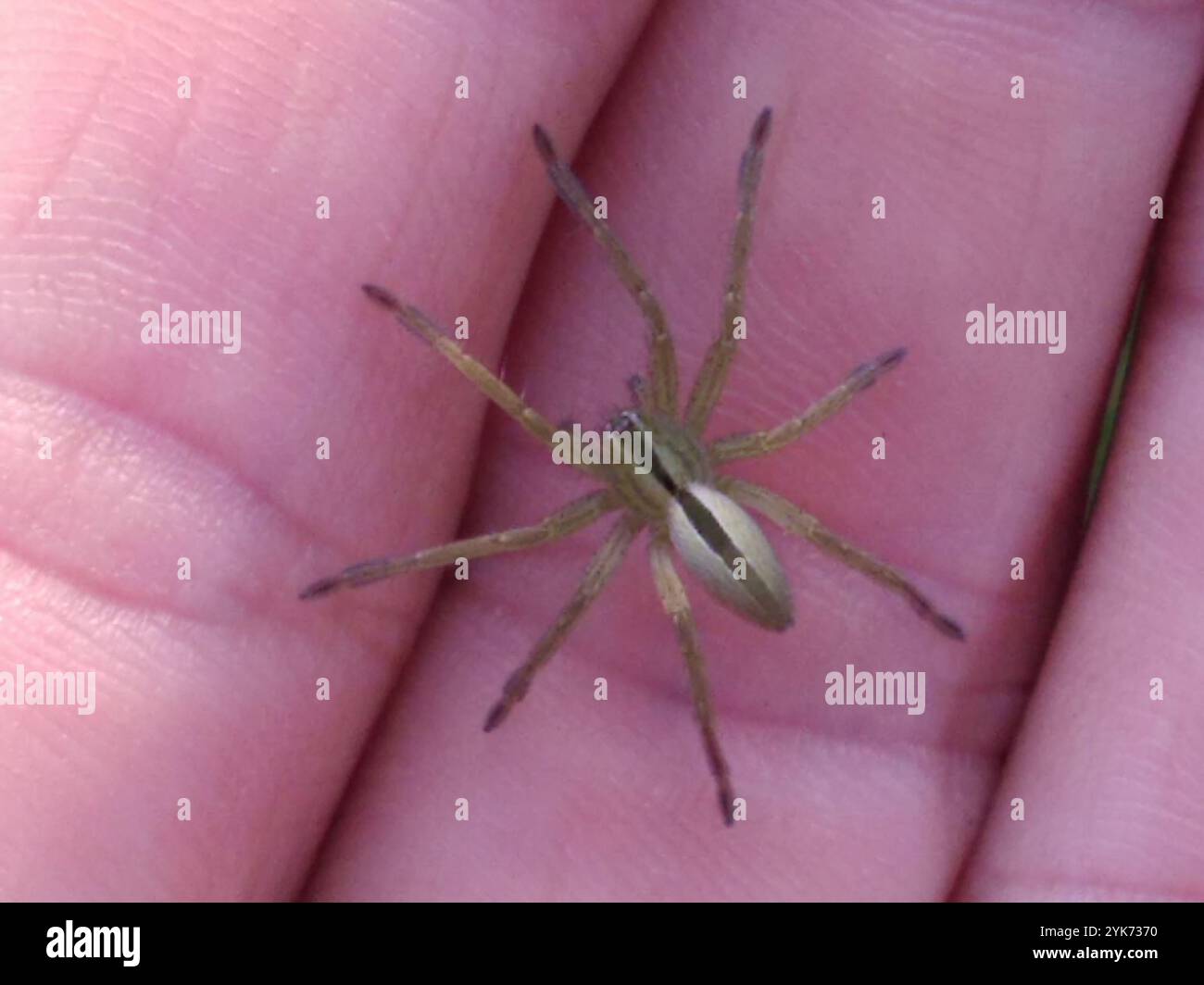 Green Huntsman Spider (Micrommata ligurina Stock Photo - Alamy
