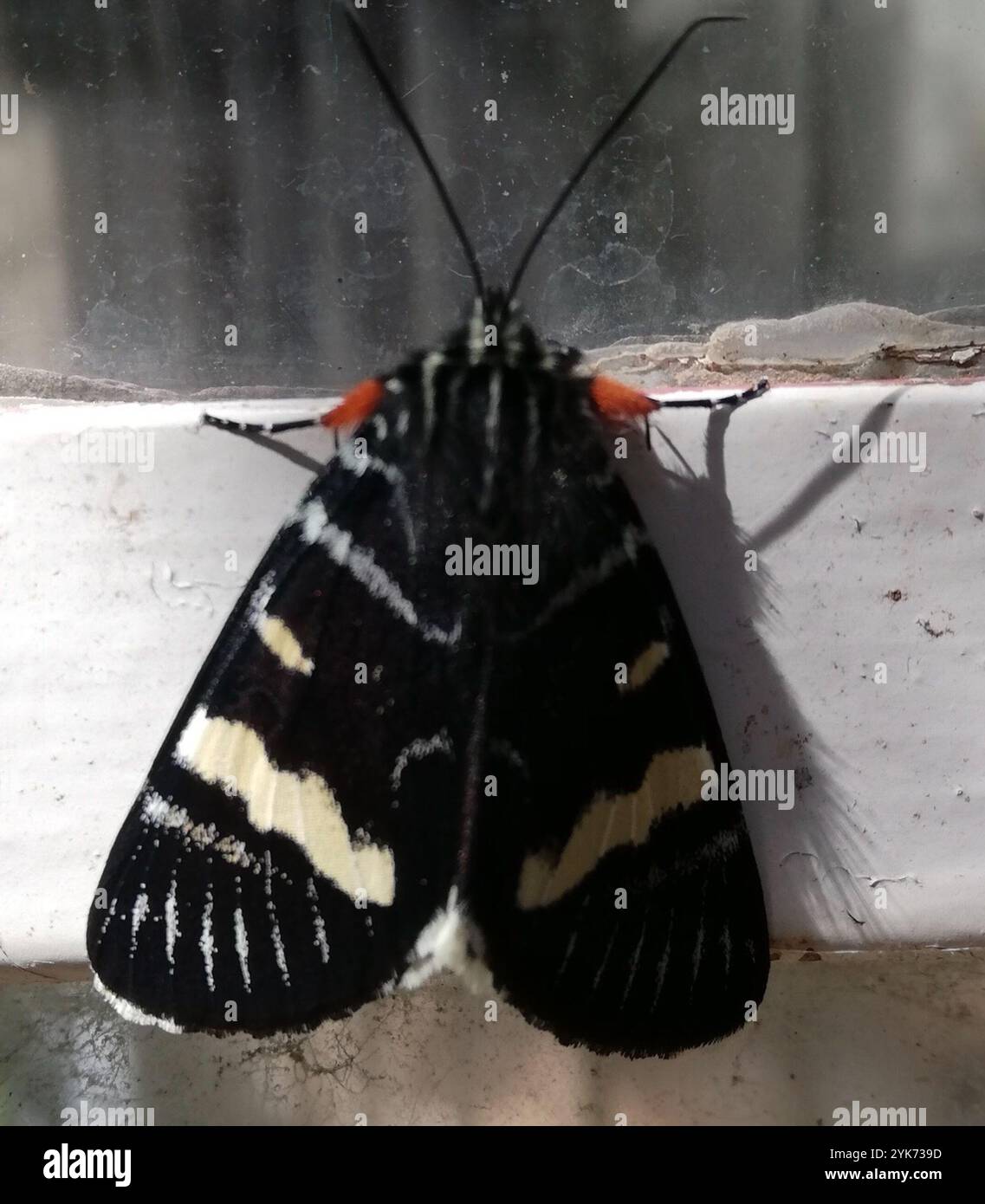 Australian Grapevine Moth (Phalaenoides glycinae Stock Photo - Alamy