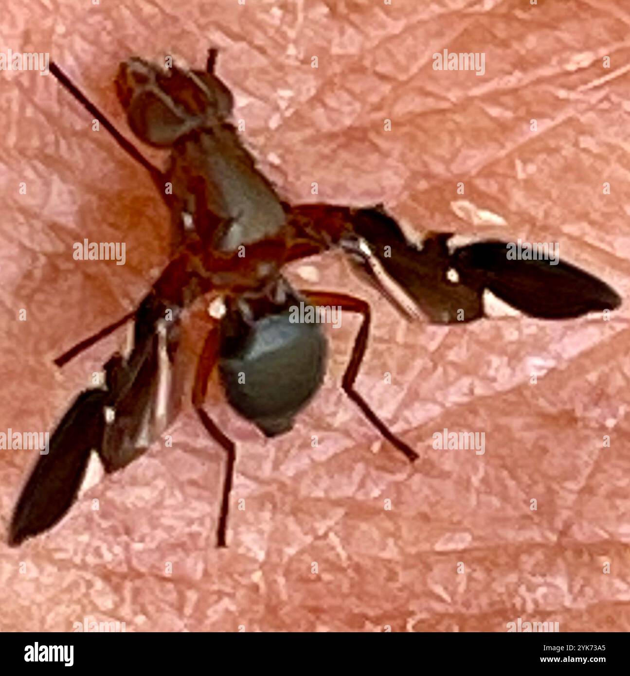 Common Picture-winged Fly (Delphinia picta Stock Photo - Alamy