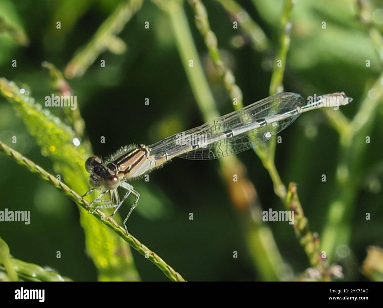 Familiar bluet hi-res stock photography and images - Alamy