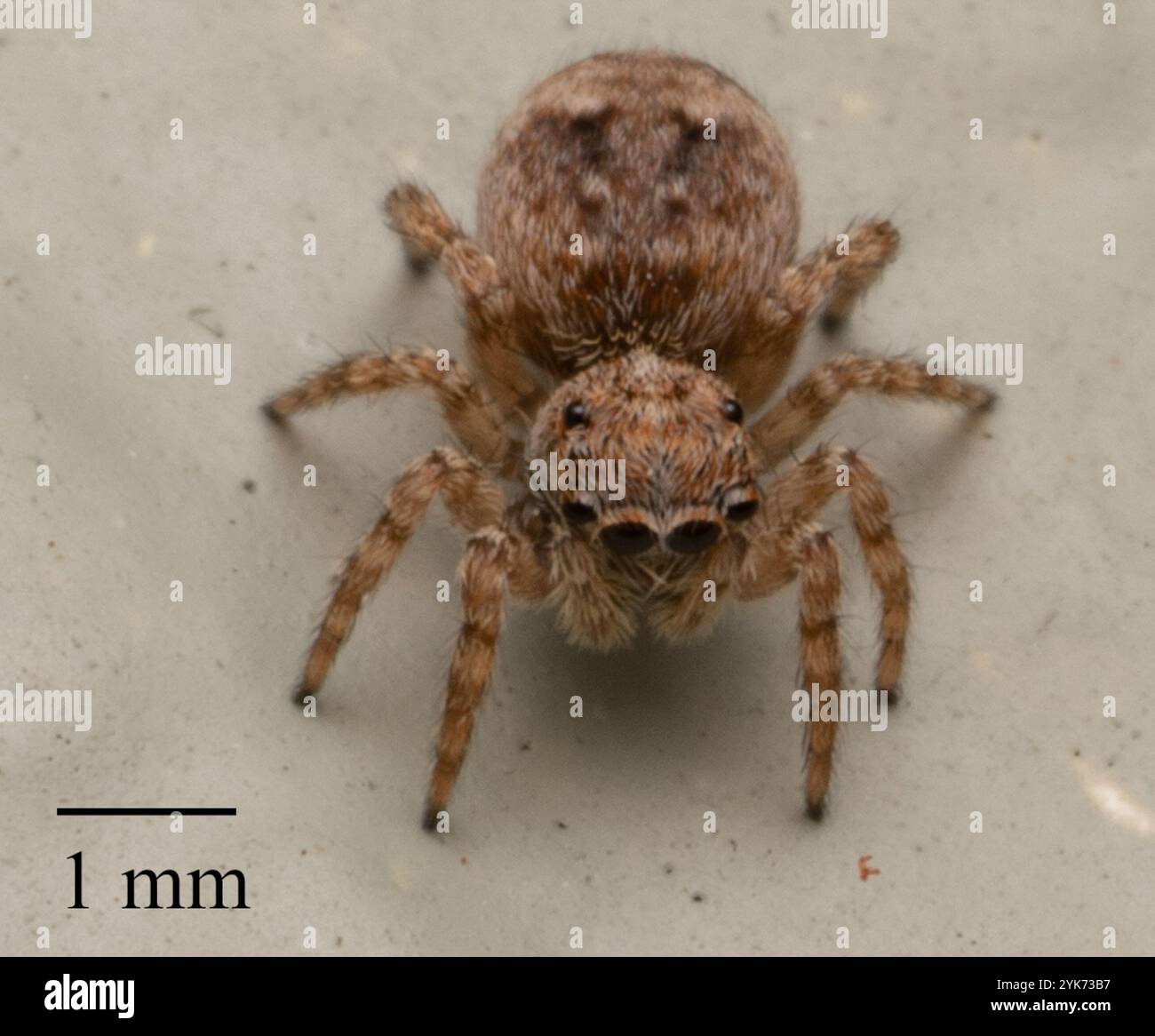 Asiatic Wall Jumping Spider (Attulus fasciger Stock Photo - Alamy