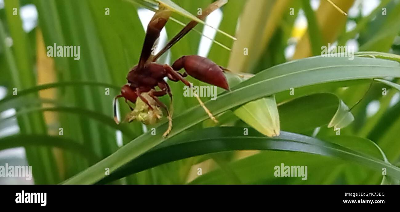 Neotropical Red Paper Wasp (Polistes canadensis Stock Photo - Alamy
