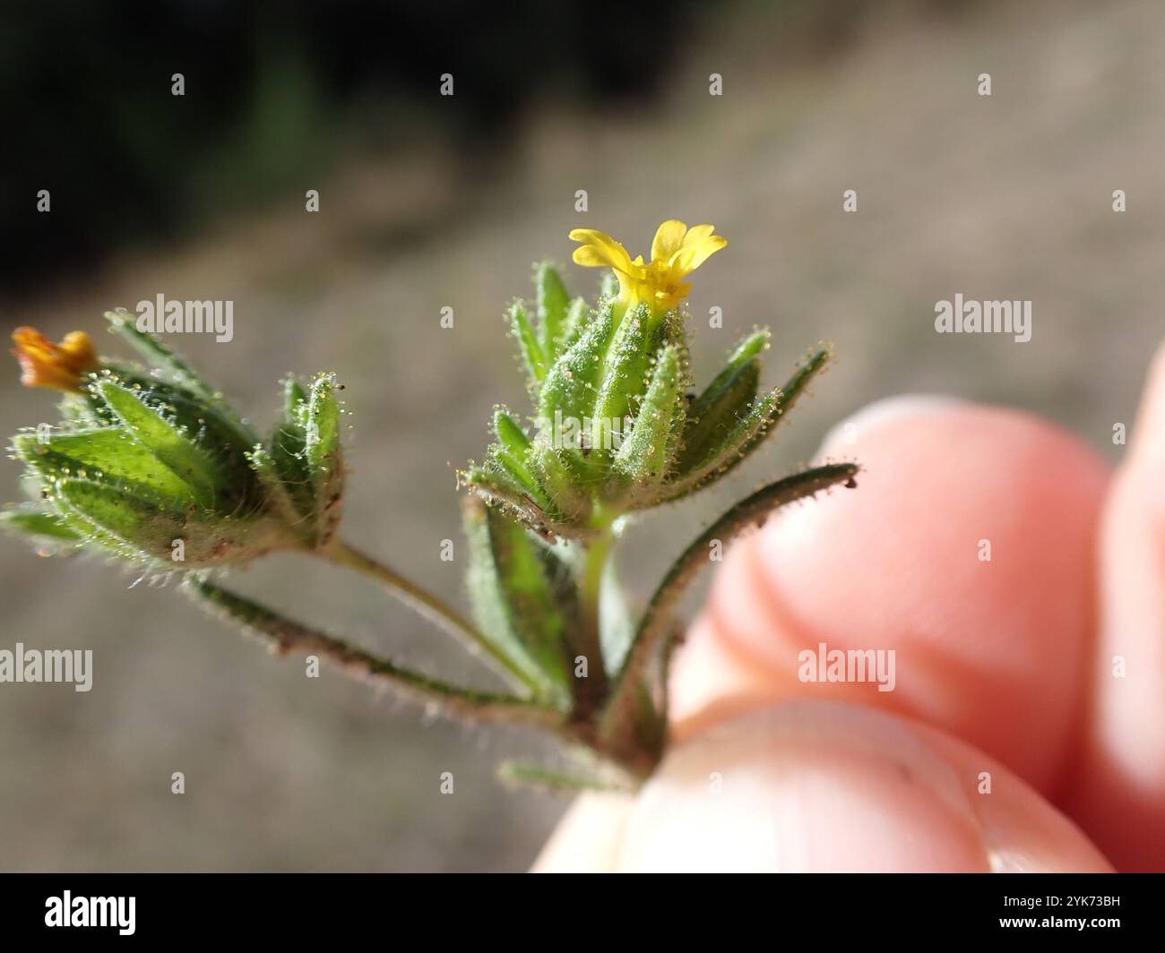 mountain tarweed (Madia glomerata Stock Photo - Alamy