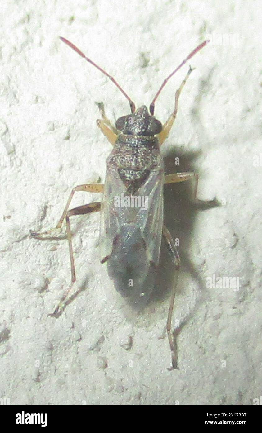 False chinch bugs (Nysius Stock Photo - Alamy