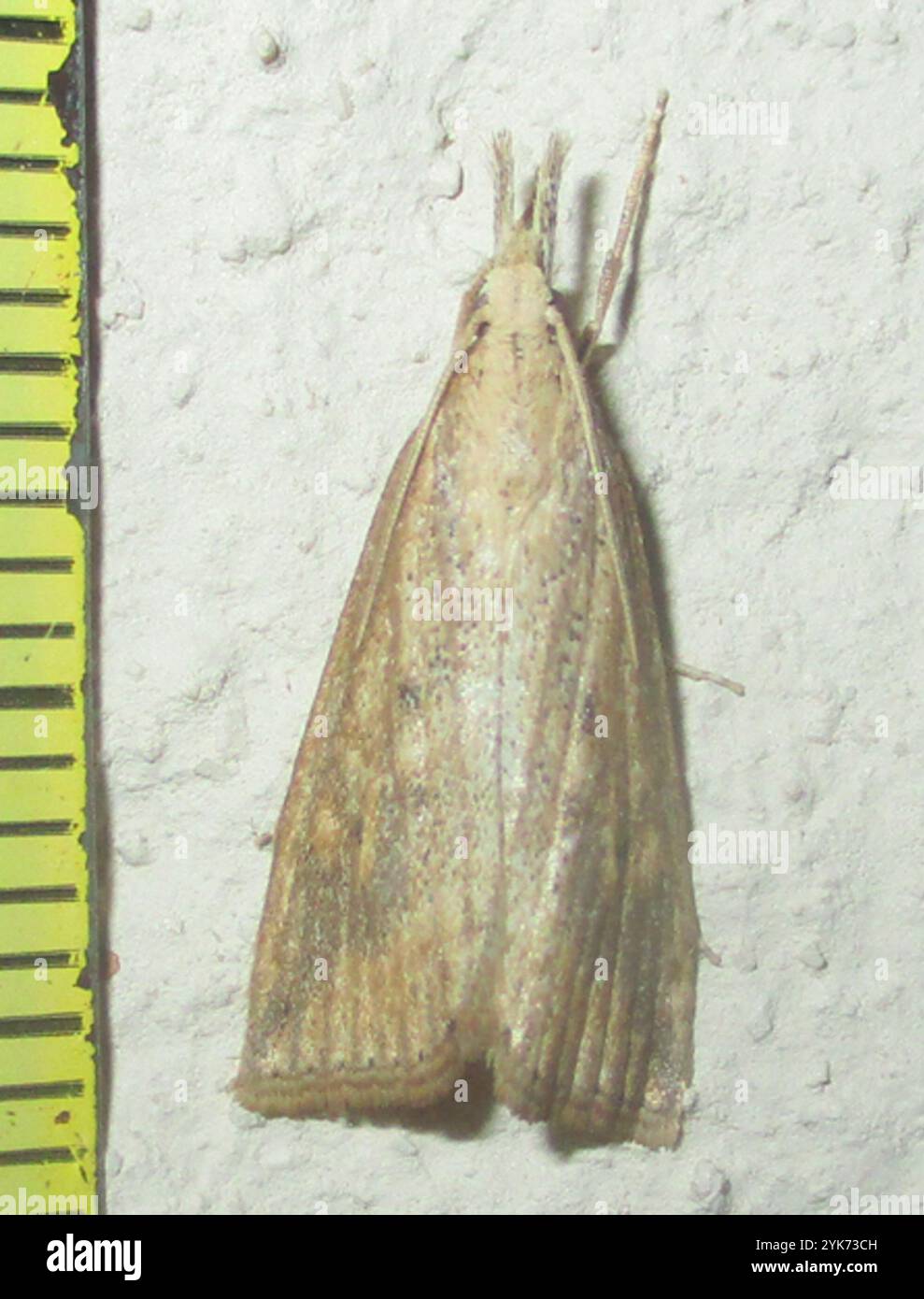 Sorghum Stem Borer (Chilo partellus Stock Photo - Alamy