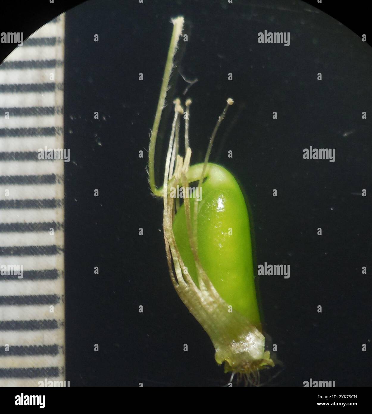 Crotalaria calycina hi-res stock photography and images - Alamy
