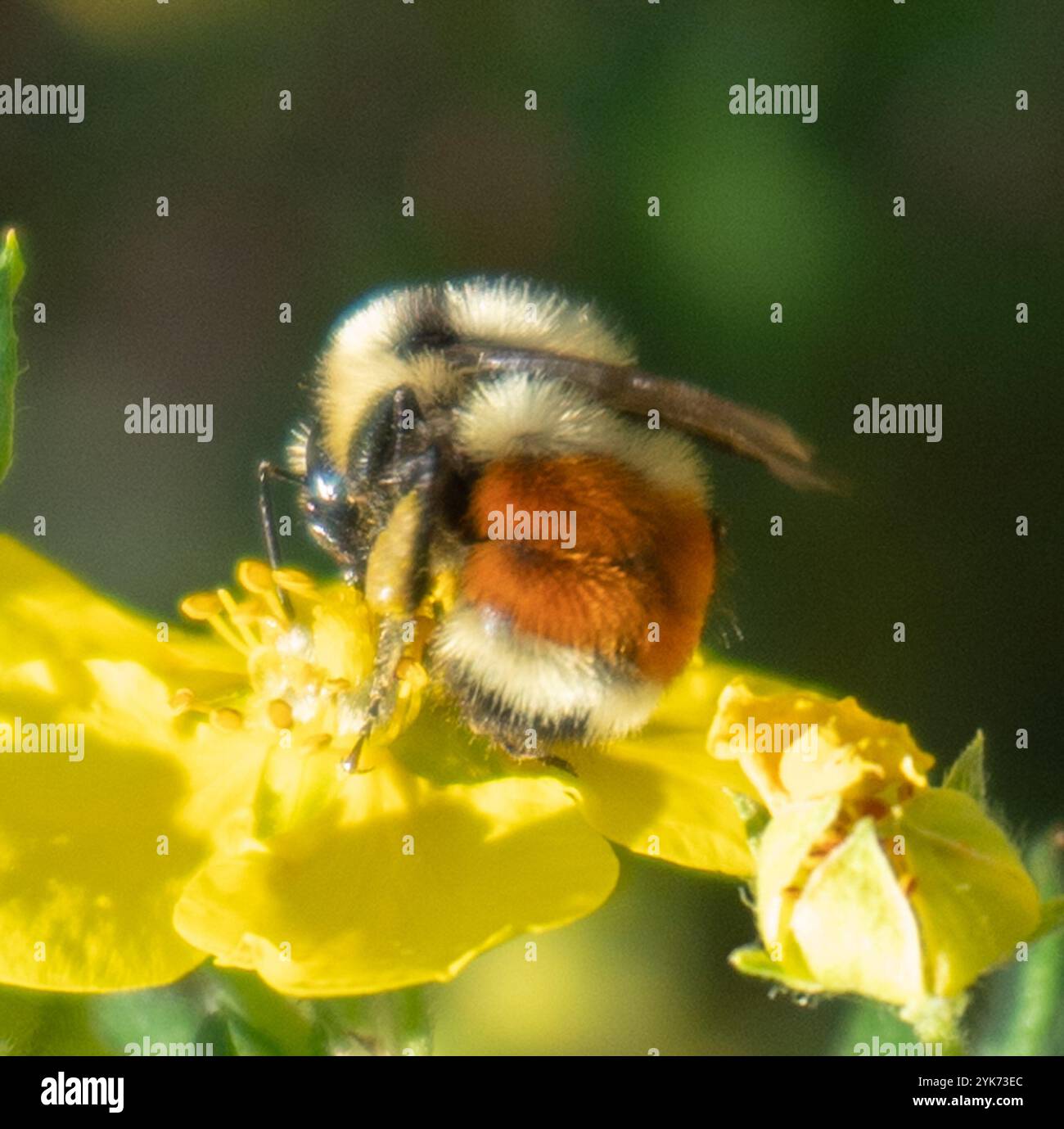Hunt's Bumble Bee (Bombus huntii Stock Photo - Alamy