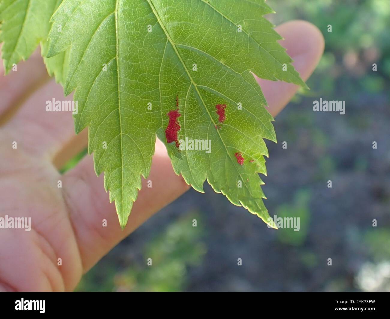 Rocky Mountain Maple Felt Mite (Aceria calaceris Stock Photo - Alamy