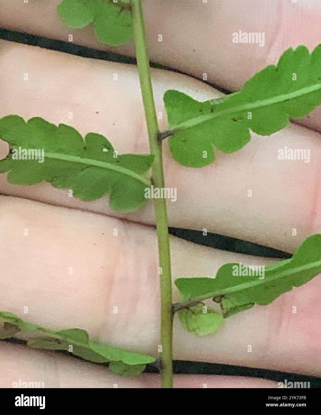 marsh fern family (Thelypteridaceae Stock Photo - Alamy