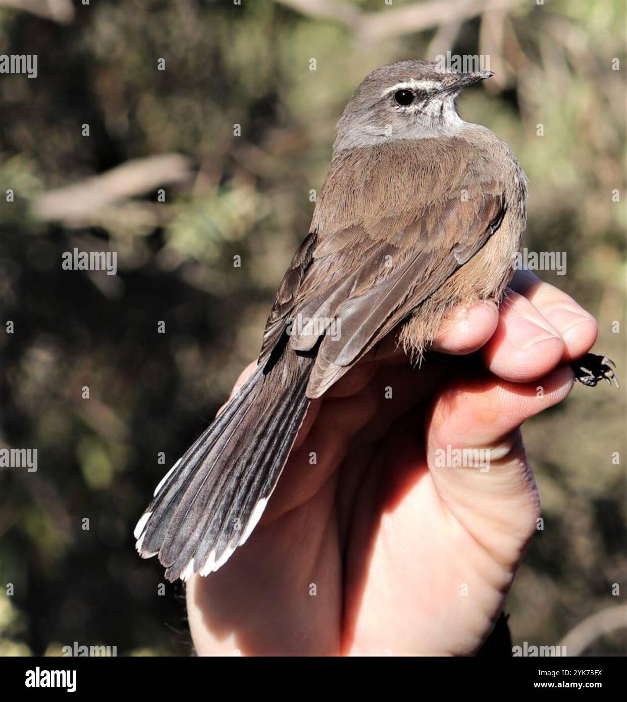 Karoo scrub robin hi-res stock photography and images - Alamy