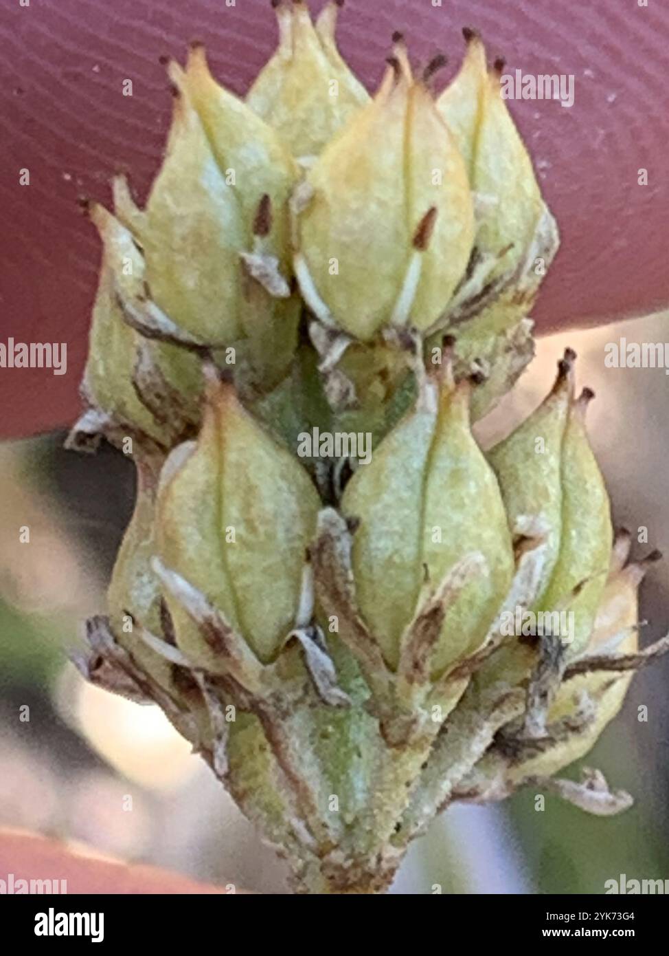 Sticky False Asphodel (Triantha glutinosa Stock Photo - Alamy