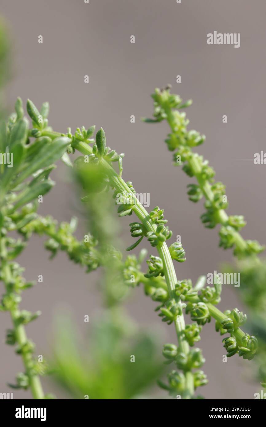 Sea beet beta maritima hi-res stock photography and images - Alamy