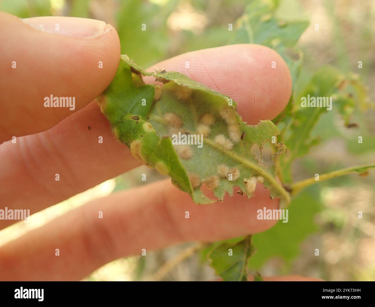oak flake gall wasp (Neuroterus quercusverrucarum Stock Photo - Alamy