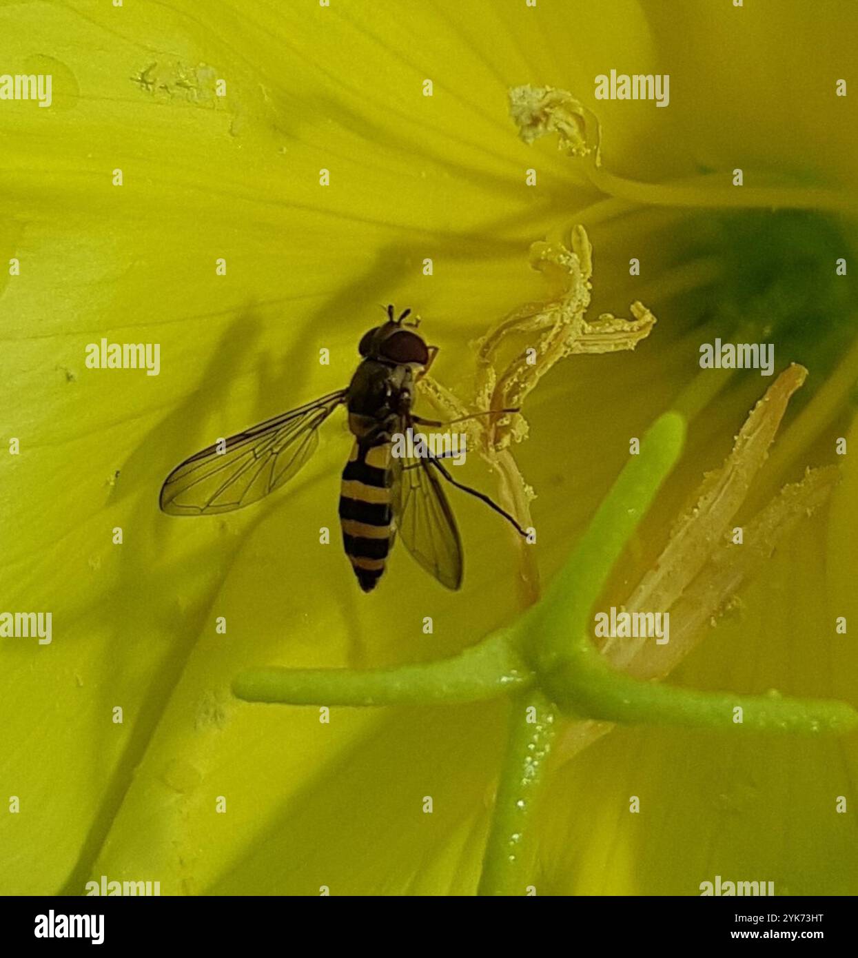 Meliscaeva cinctella hi-res stock photography and images - Alamy