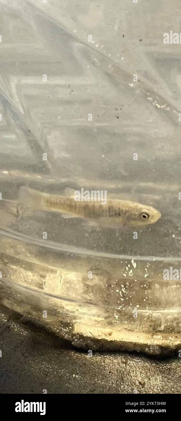 Mummichog hi-res stock photography and images - Alamy