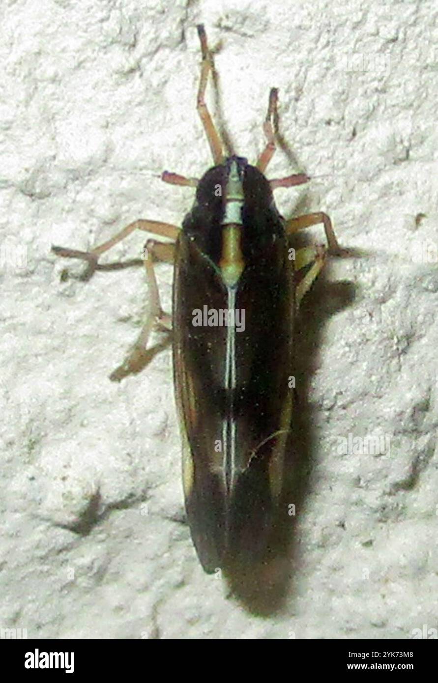 Delphacid planthoppers hi-res stock photography and images - Alamy