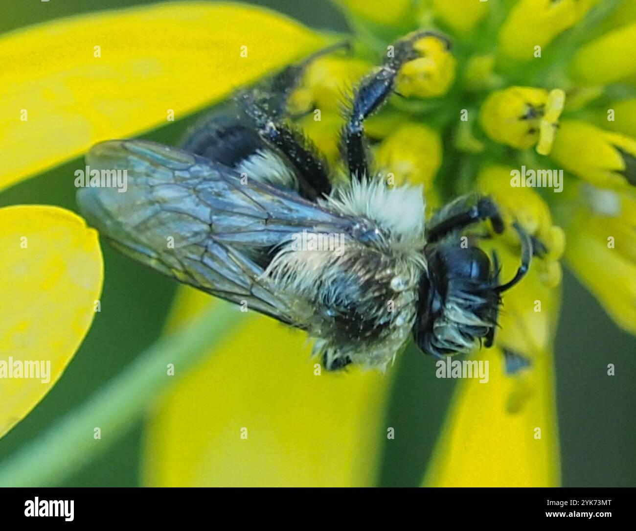 Common Eastern Bumble Bee (Bombus impatiens Stock Photo - Alamy