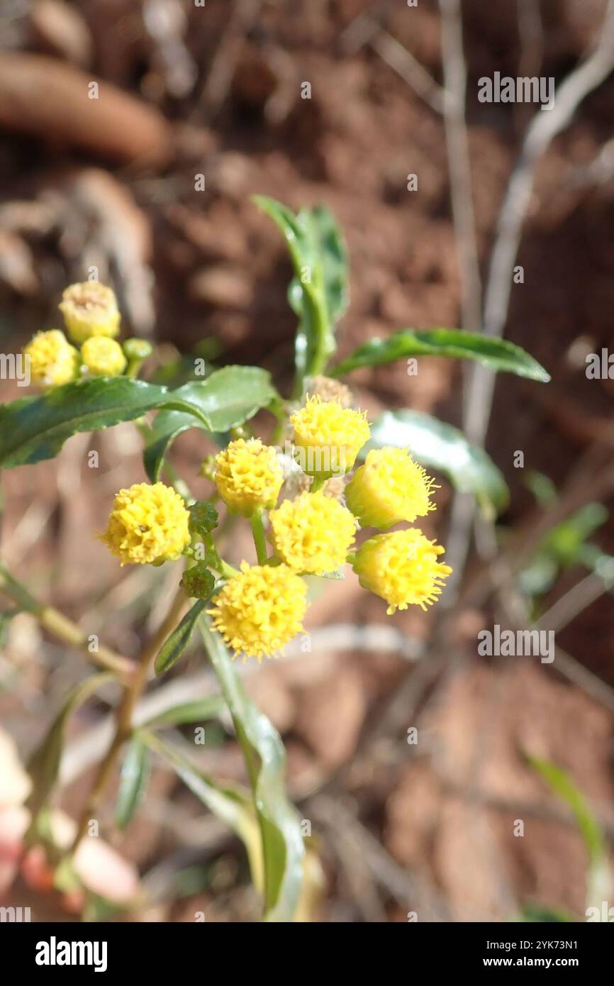 Psiadia punctulata hi-res stock photography and images - Alamy