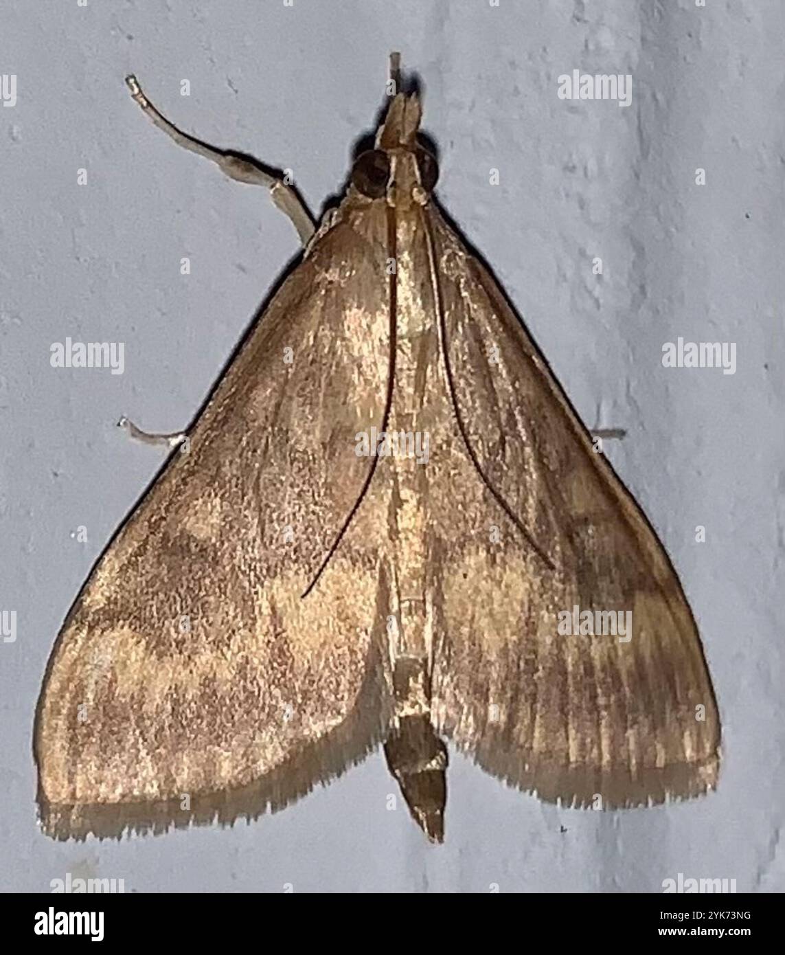 Ostrinia nubilalis hi-res stock photography and images - Alamy