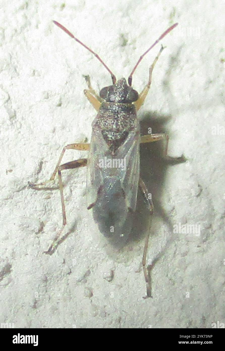 False chinch bugs (Nysius Stock Photo - Alamy