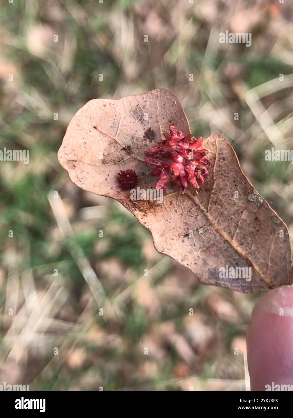 Urchin Gall Wasp (Cynips quercusechinus Stock Photo - Alamy