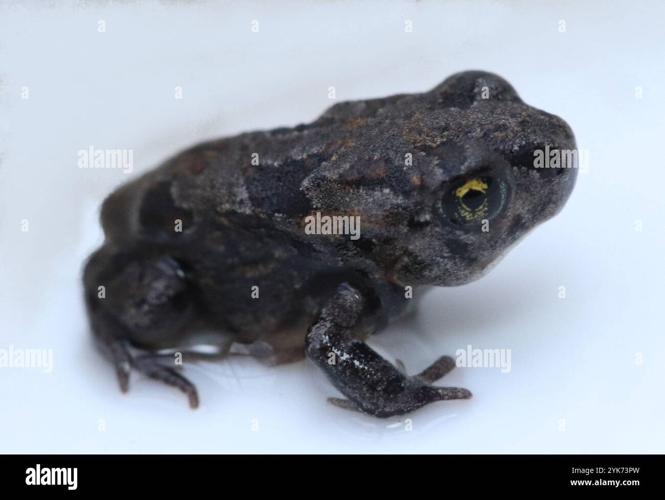 Sand Toad (Vandijkophrynus angusticeps Stock Photo - Alamy