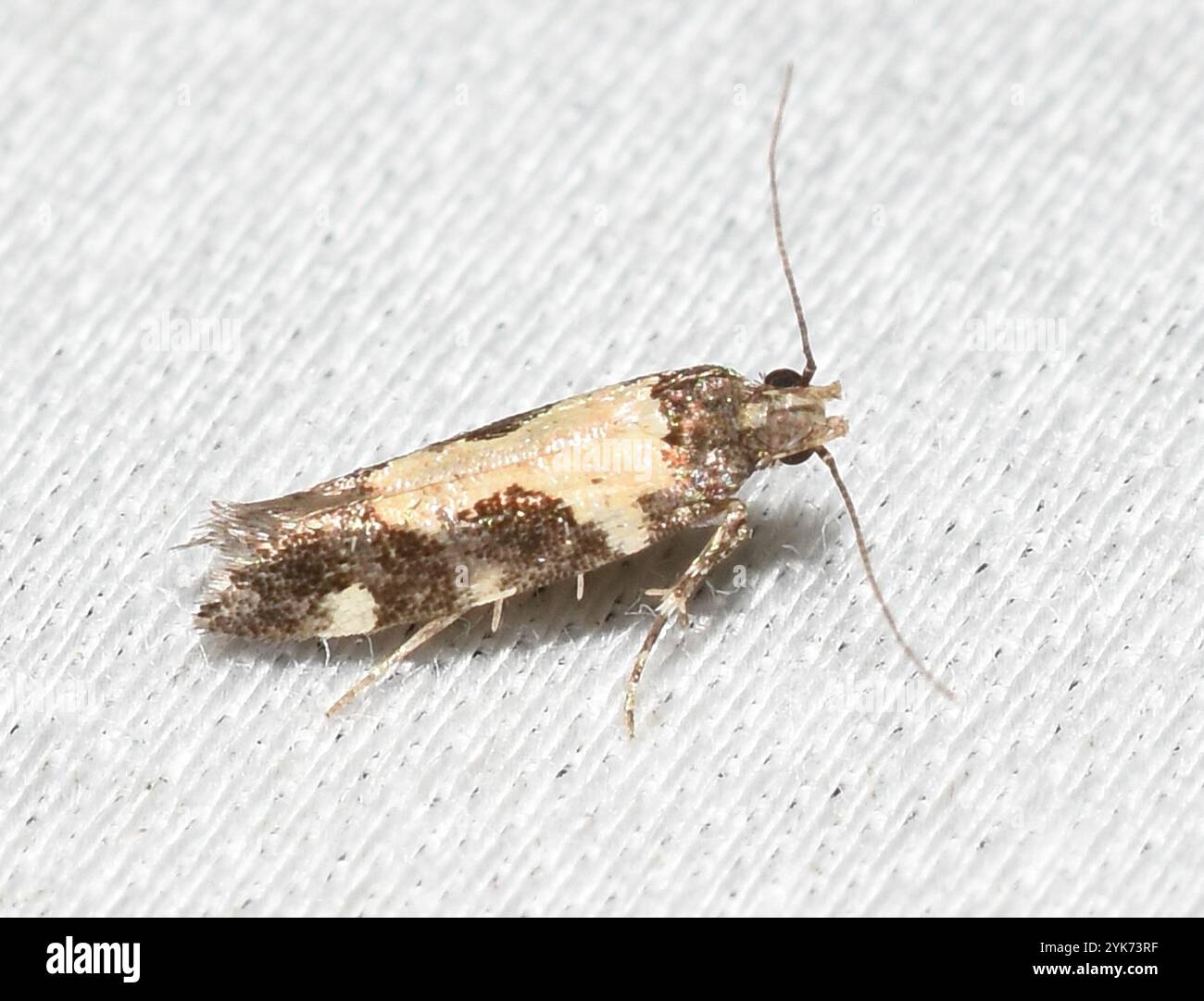 Red-necked Peanutworm Moth (Stegasta bosqueella Stock Photo - Alamy