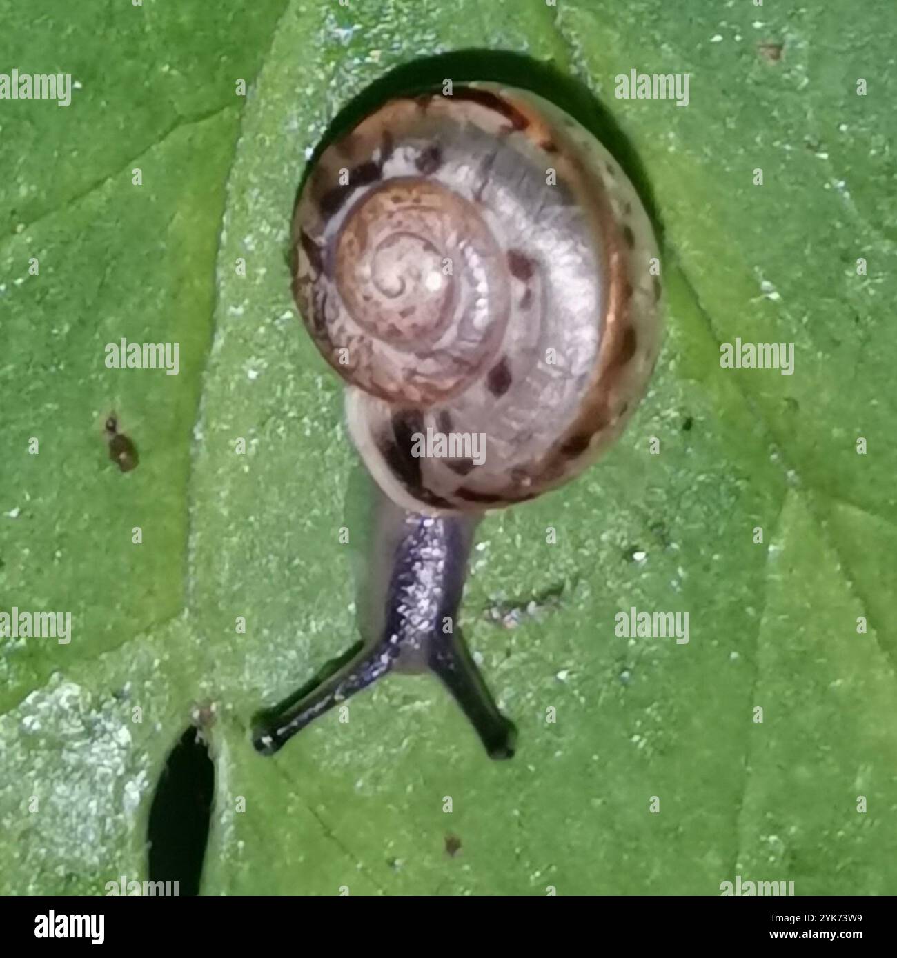 Bush snail (Fruticicola fruticum Stock Photo - Alamy