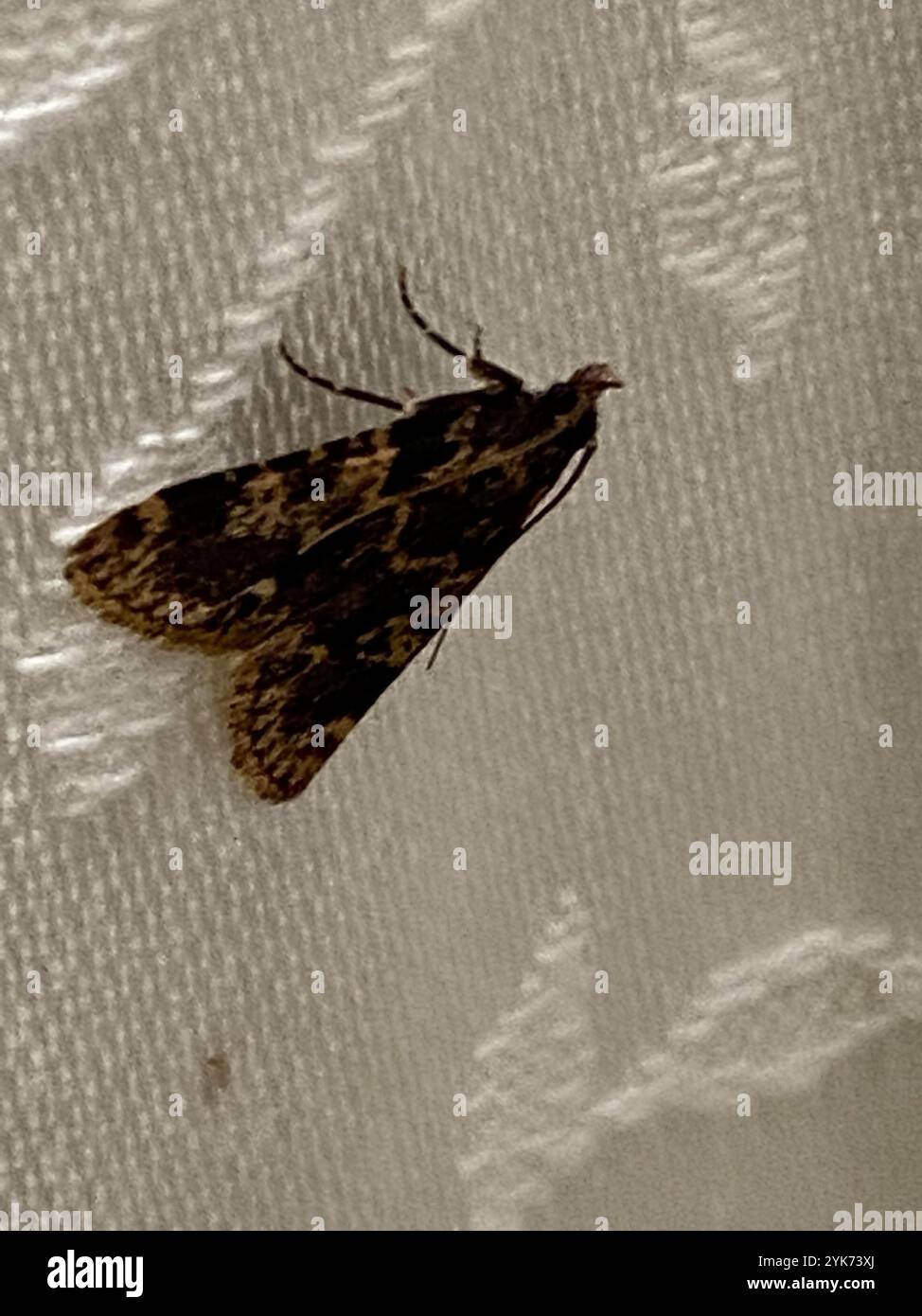 Tabby moths hi-res stock photography and images - Alamy
