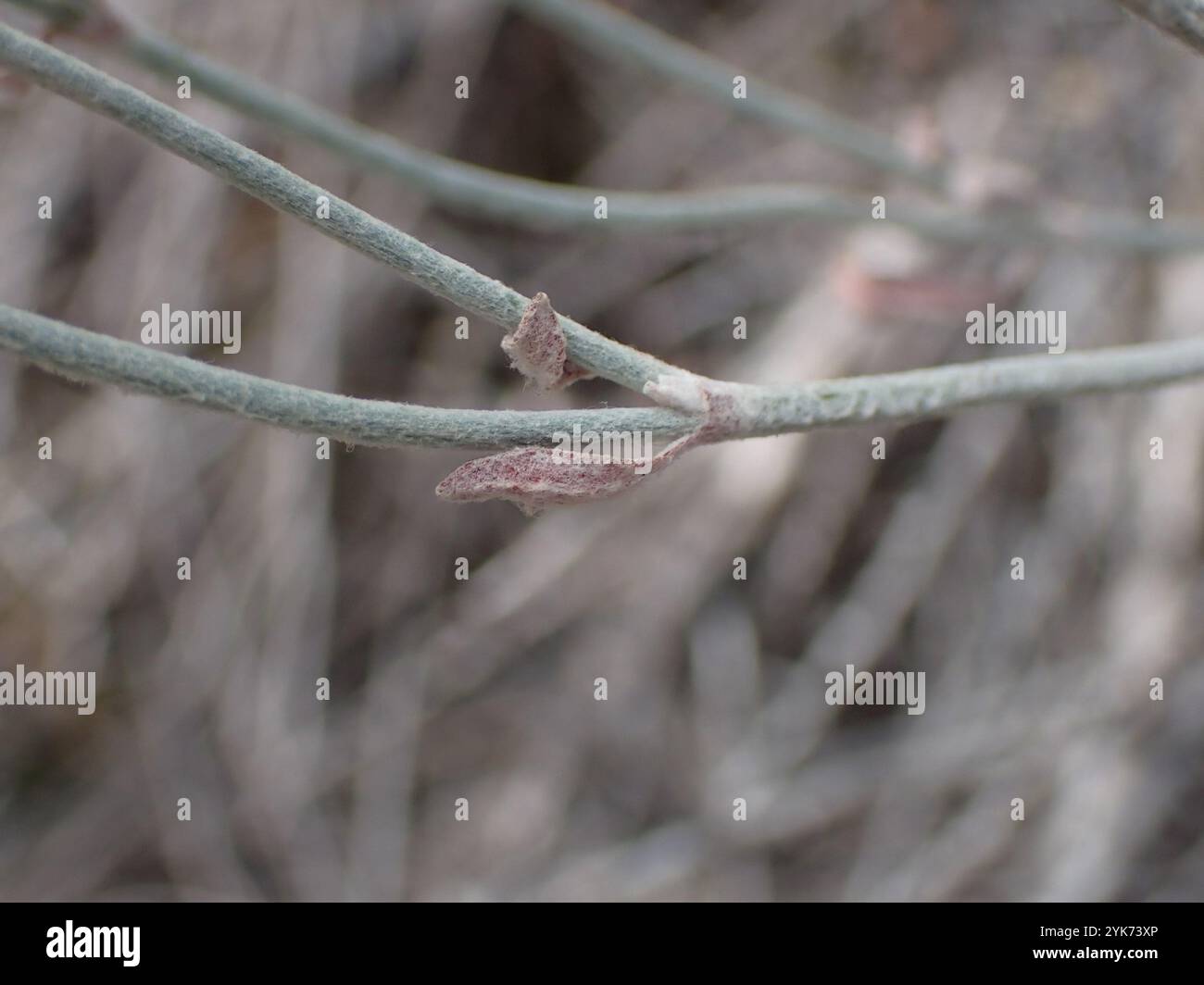 Snow Buckwheat (Eriogonum niveum Stock Photo - Alamy