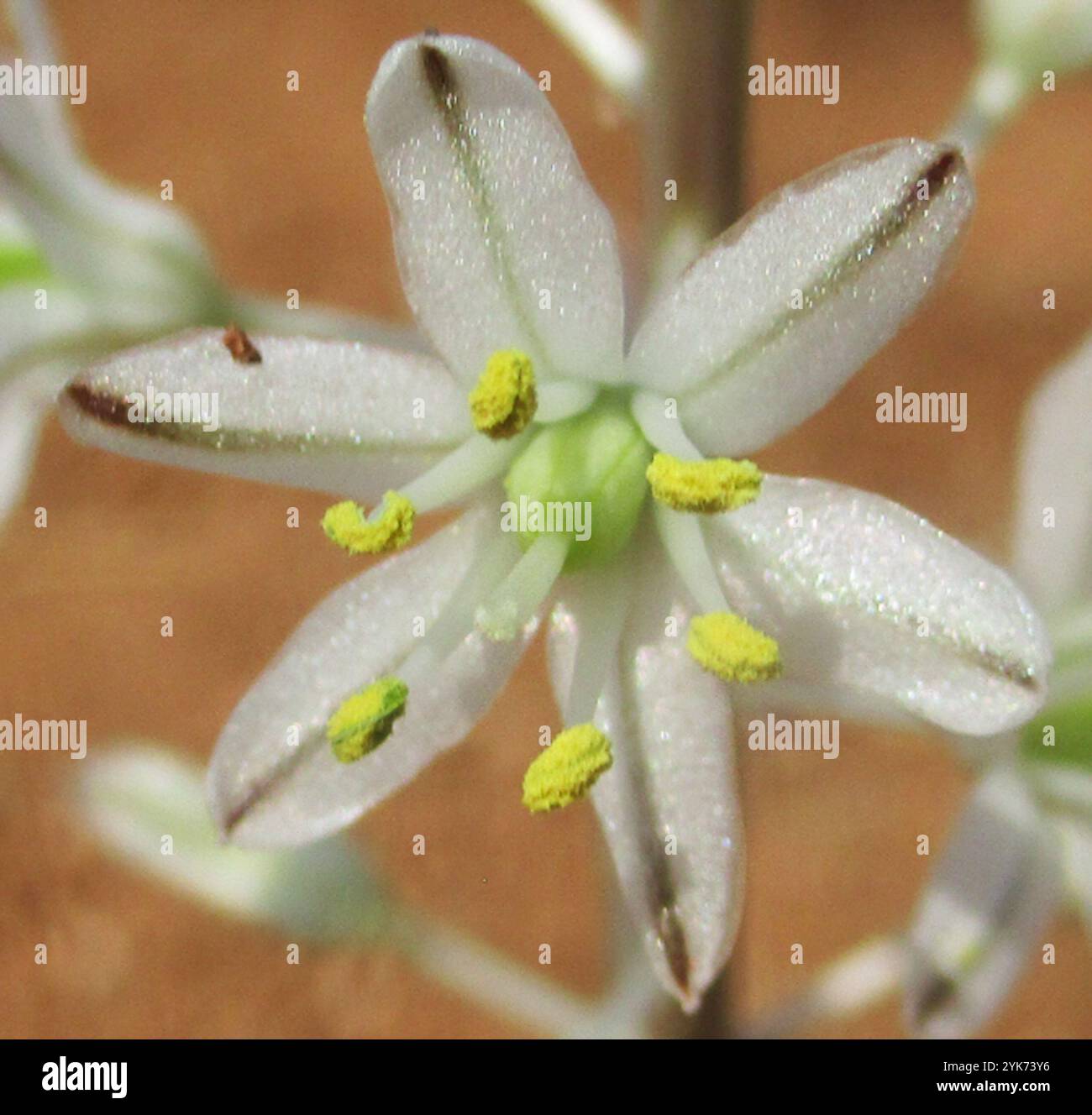 Red Squill (Drimia sanguinea Stock Photo - Alamy